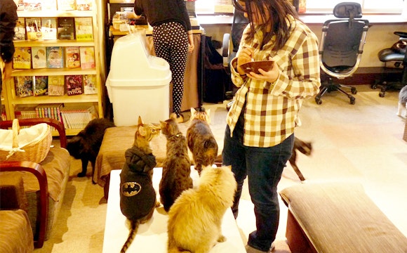 Enjoy a purr-fect coffee at North America’s first cat café | Fox News