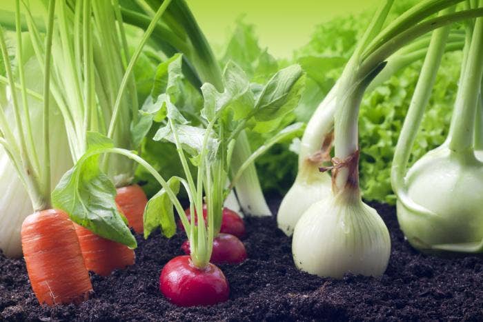 How to Grow a Healthy Vegetable Garden (And Actually Use It!) | Fox News