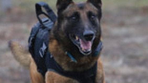 Warrior Dog Foundation | Fox News