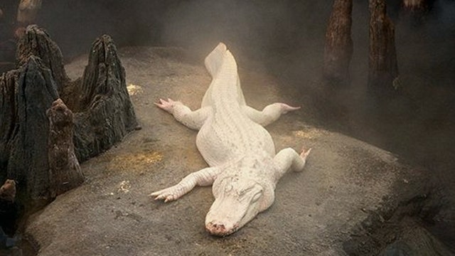 Mutant White Alligator Celebrates 15th Birthday | Fox News
