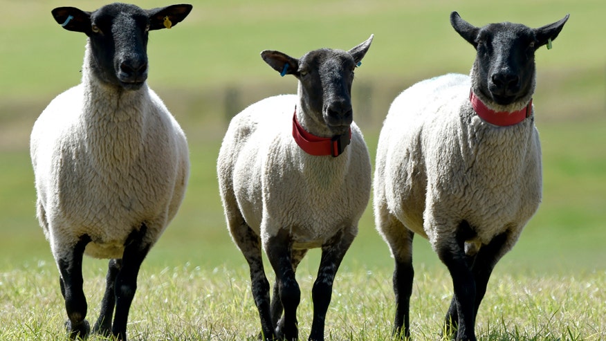 Sheep may have munched on cannabis plants; official fears 'psychotic ...