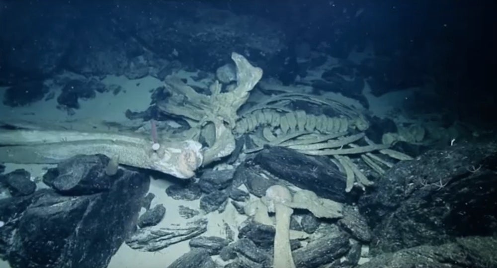 Rare 'whale fall' spotted by deep-sea scientists | Fox News