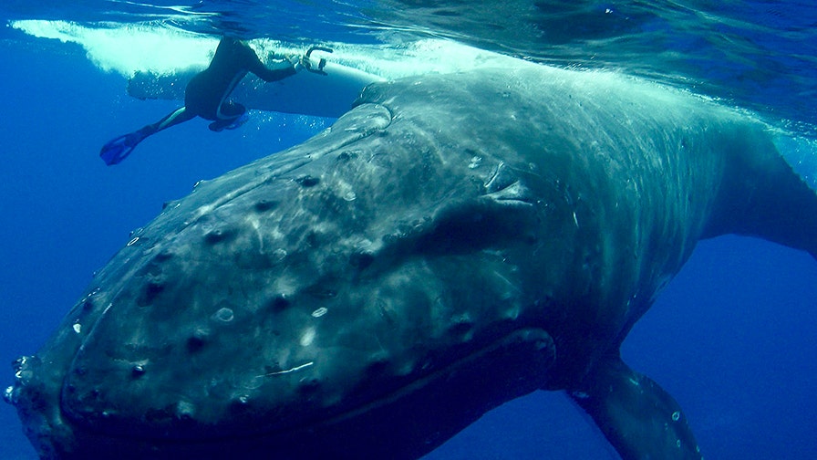 Hero whale saves snorkeler from tiger shark in the Pacific Ocean | Fox News