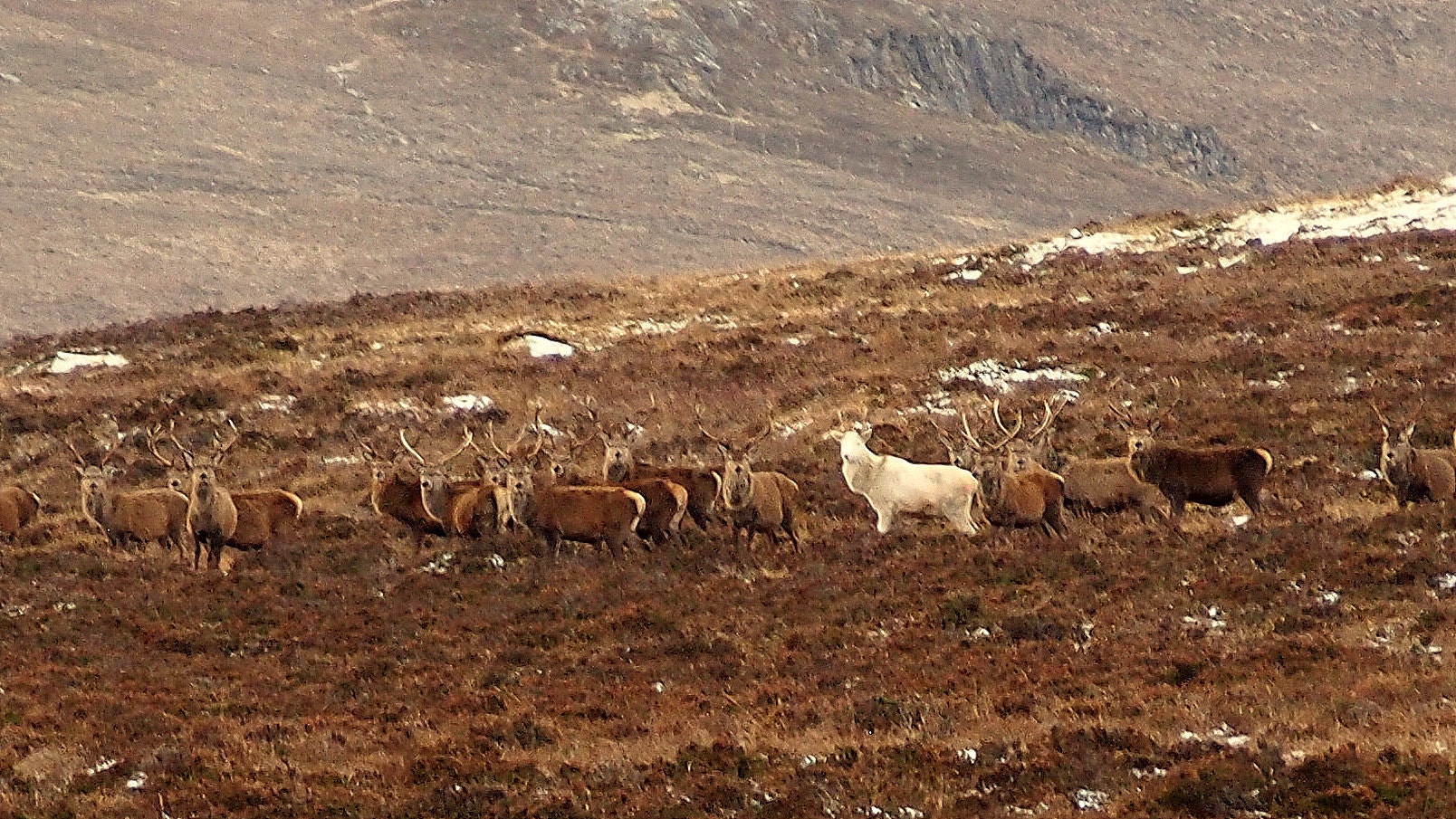 Extremely rare 'ghostly' white stag spotted in Scotland | Fox News