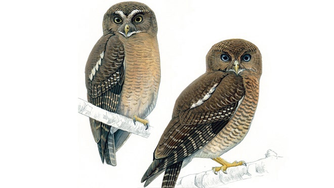 Who? Who? Two new owl species discovered | Fox News