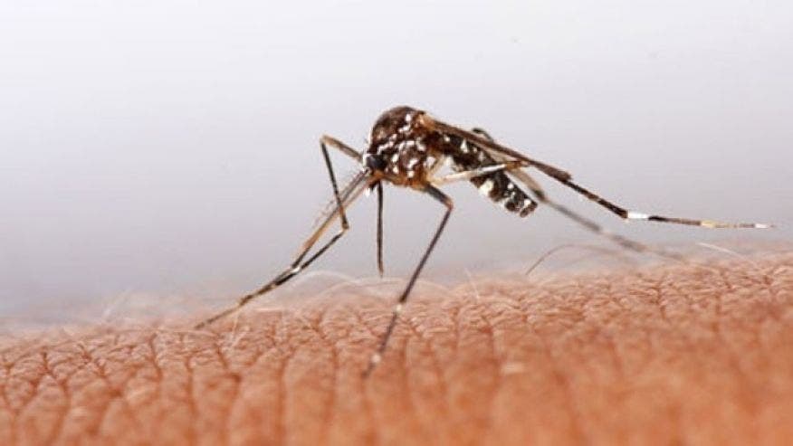 Brazil confirms more yellow fever cases; over 100 infected | Fox News