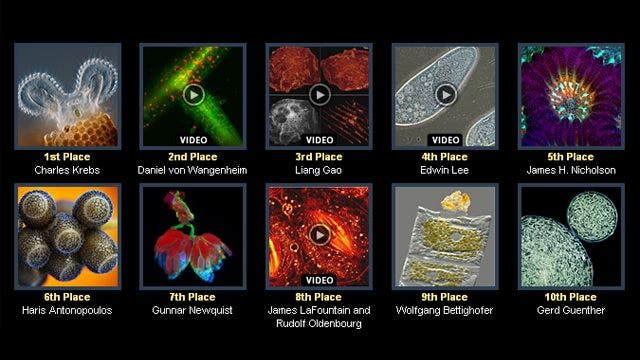 Amazing Mother Nature, as Seen Through the Microscope | Fox News