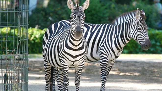 World best zoos worth visiting | Fox News