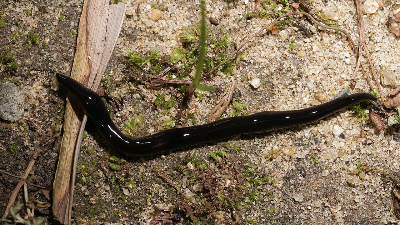 Flatworm Worms Cause Headache For Ross School Project