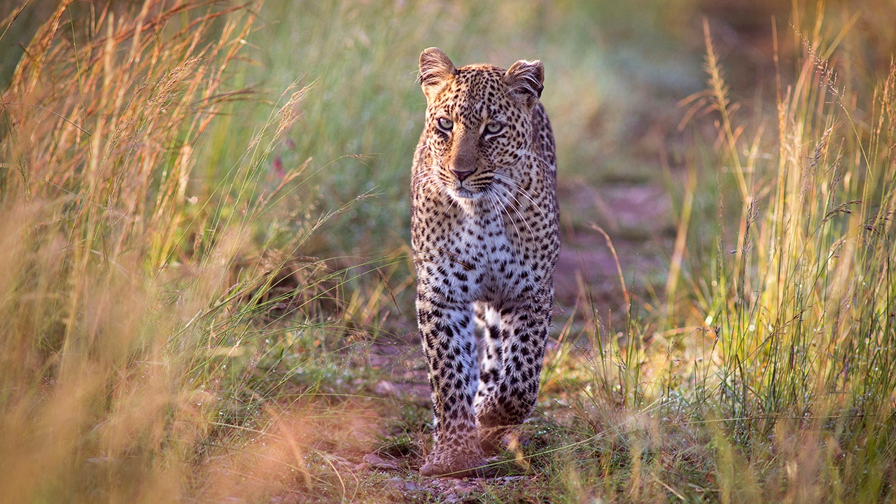 Leopard kills, decapitates boy, 3, in India after animal sneaks inside ... Leopard kills, decapitates boy, 3, in India after animal sneaks inside ...