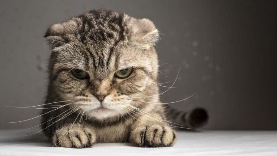 California cats move into swanky $1,500-a-month studio apartment | Fox News