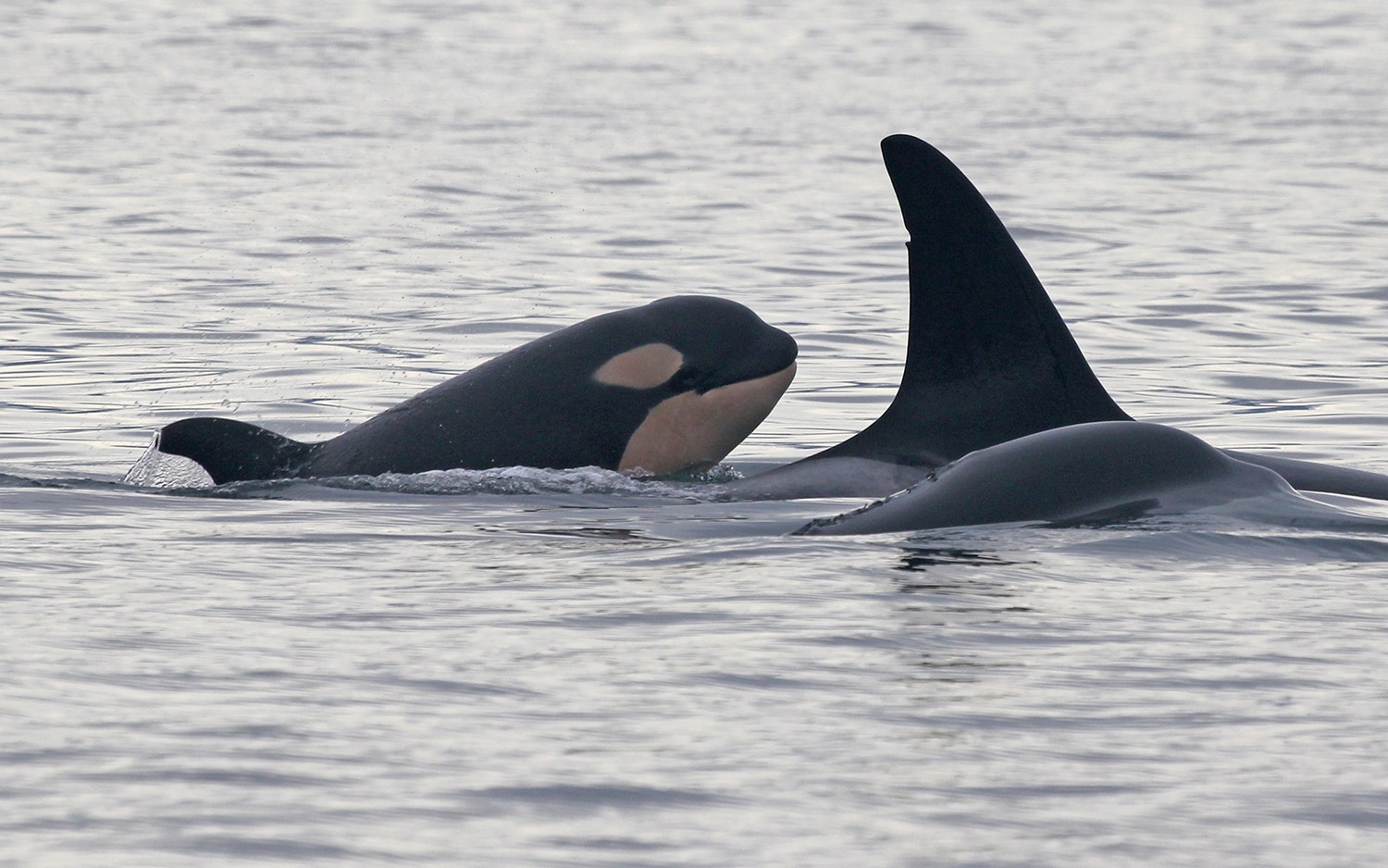 Newborn orca spotted off Seattle coast. Will the baby survive its 1st ...