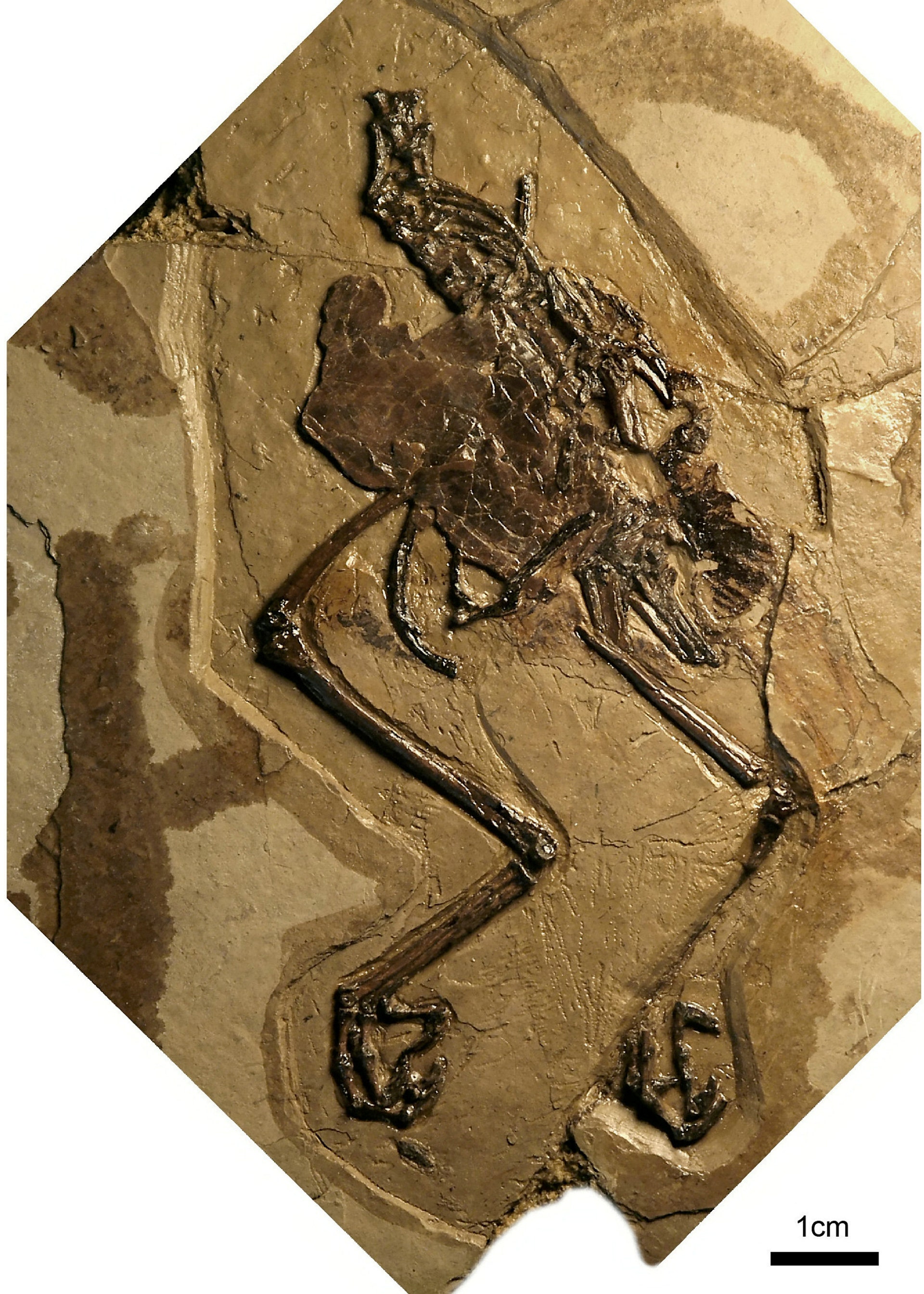 110-million-year-old bird fossil found with egg inside | Fox News