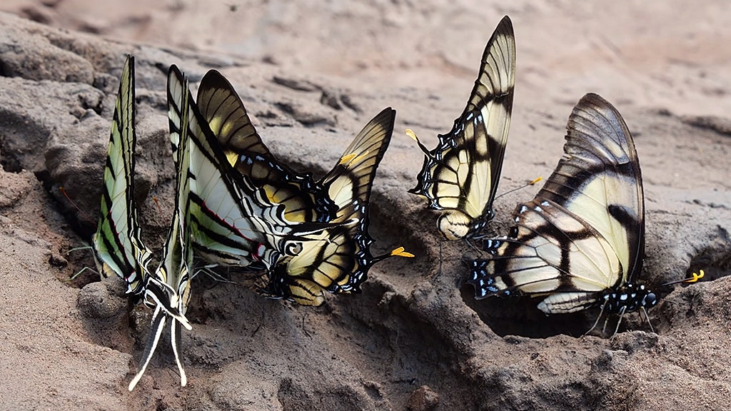 Butterflies drink tears straight out of turtles' eyes to survive in ...