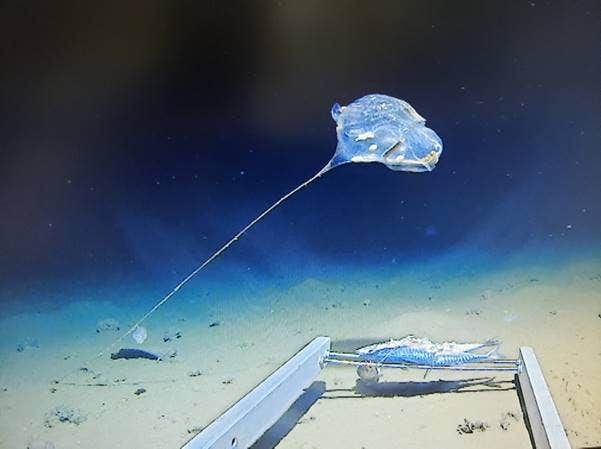 Living 'balloon on a string' discovered in the deepest part of the ...