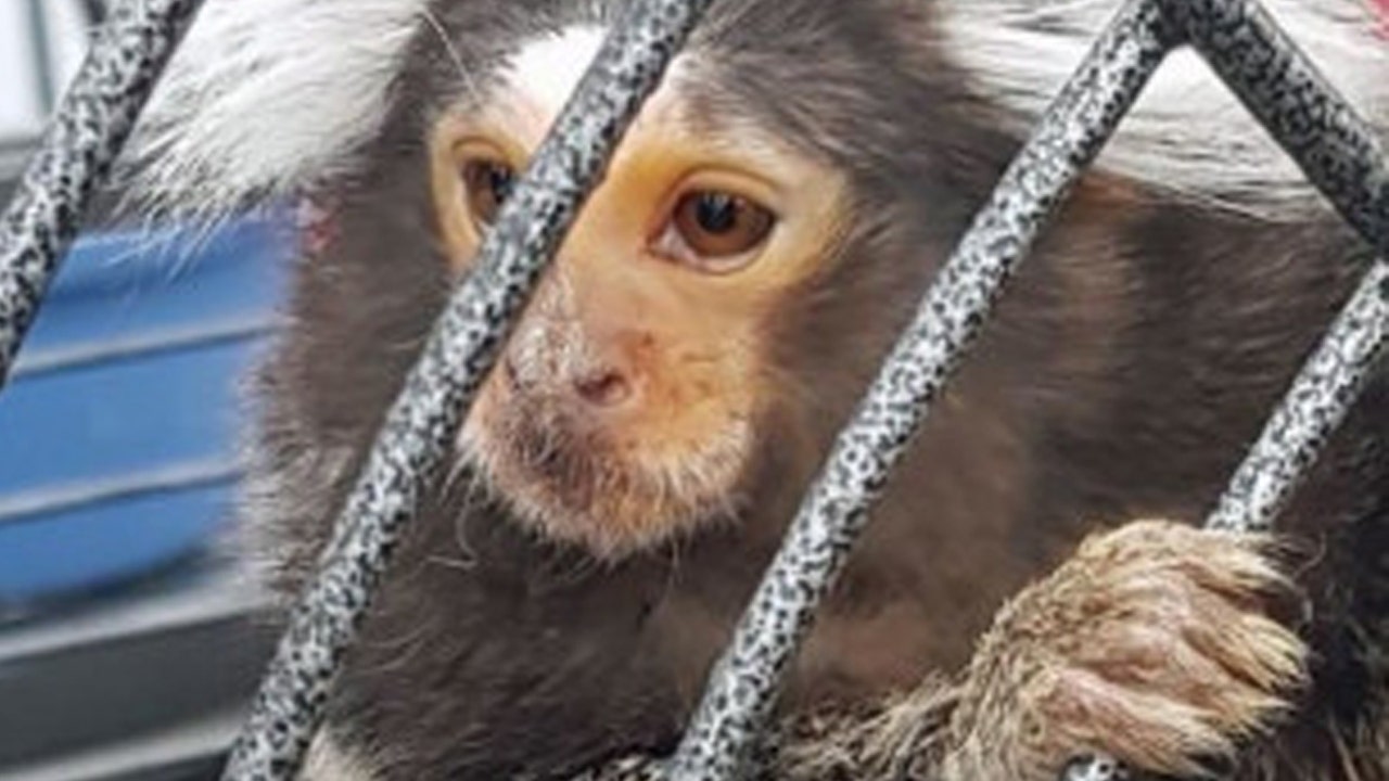 Monkey, drugs, guns seized during raid in Ireland, police say | Fox News