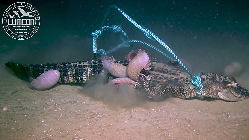 Louisiana scientists drop dead alligator into sea, watch as it’s ...
