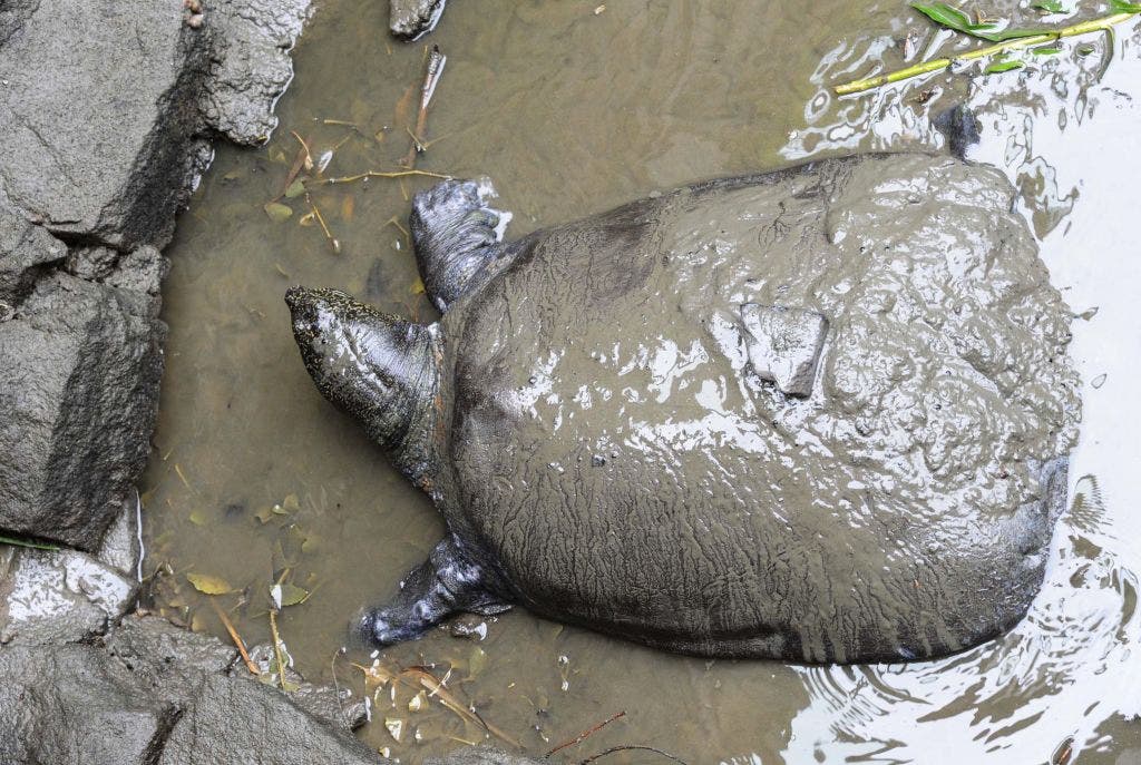 World's rarest giant turtle loses last known female, all but ...