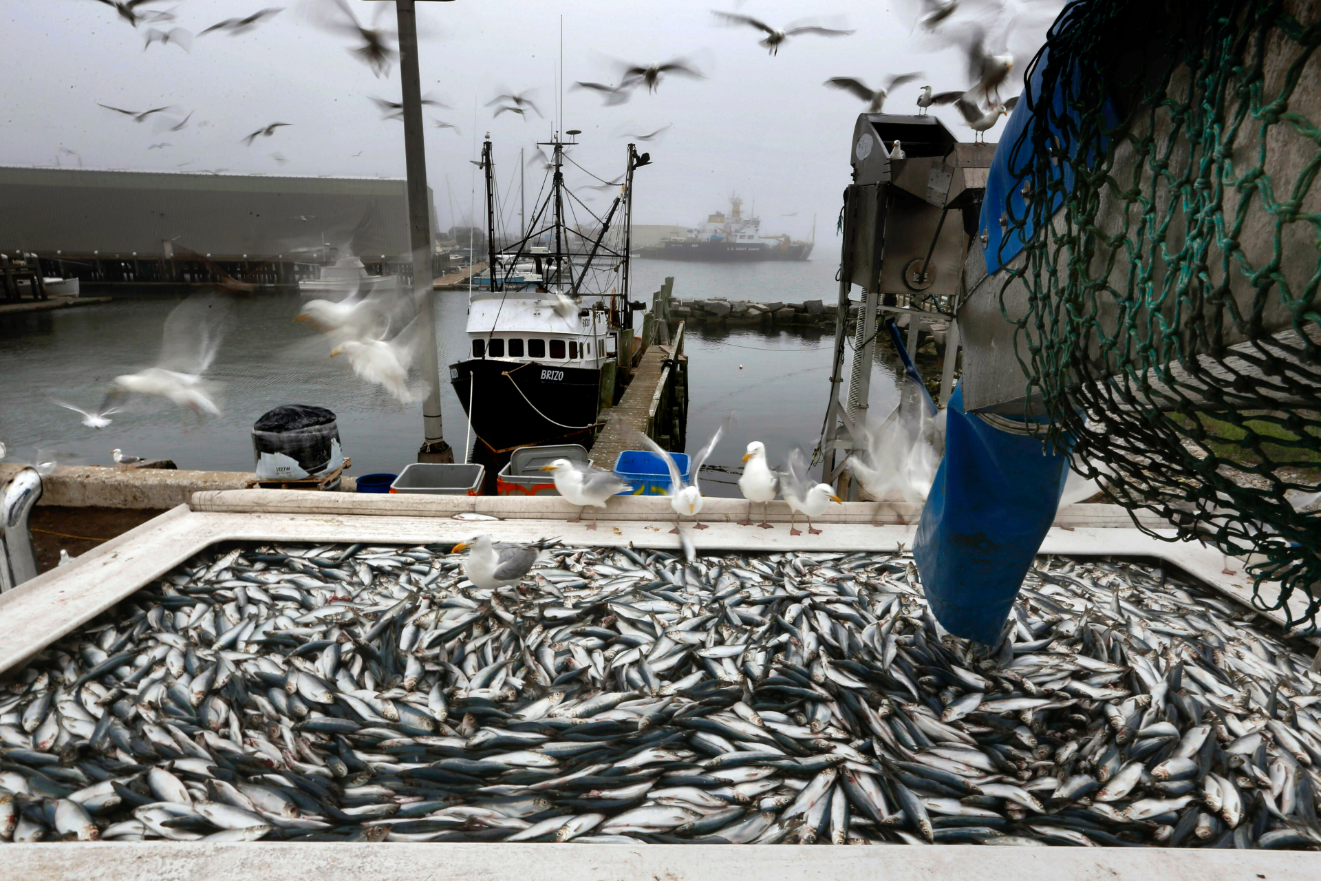 Fishermen face another quota cut, could hit lobster prices | Fox News