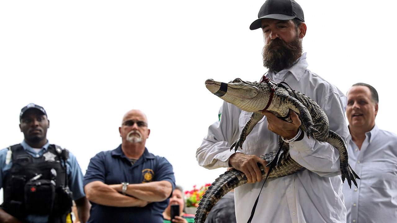 Reptile wrangler who retrieved alligator from Chicago lagoon throws ...