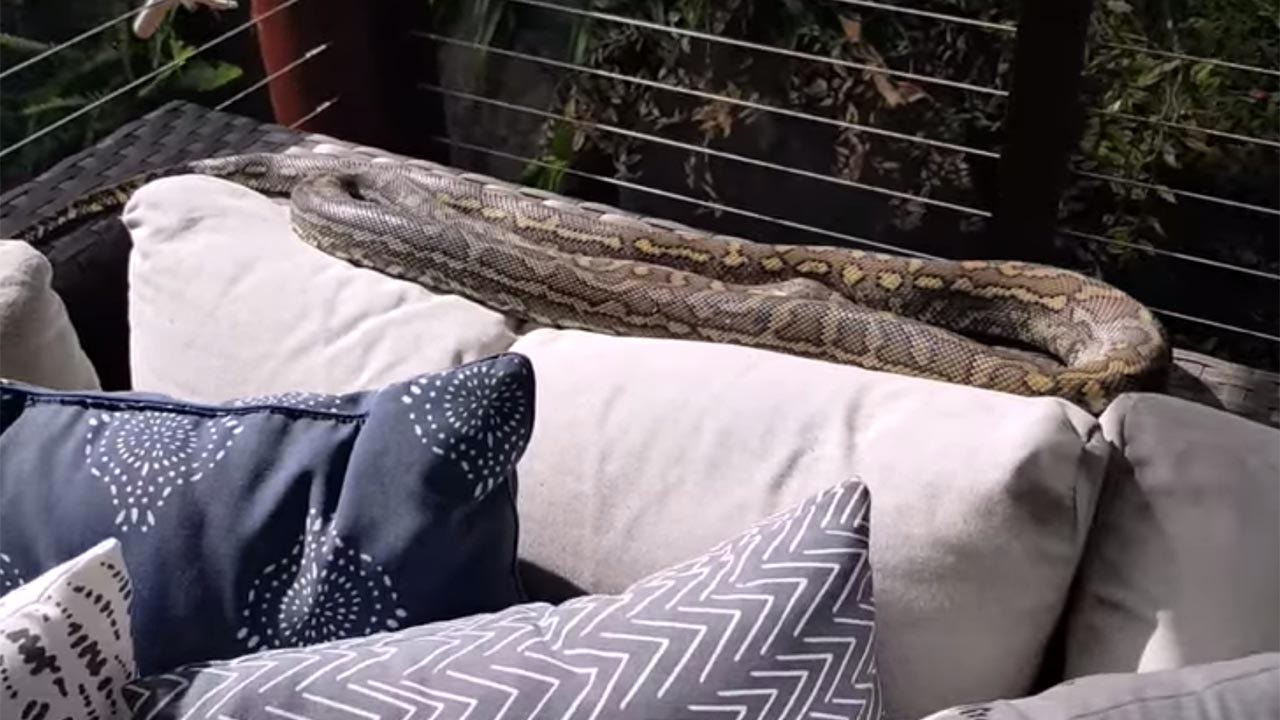 Family finds giant python snake sunbathing on their deck | Fox News