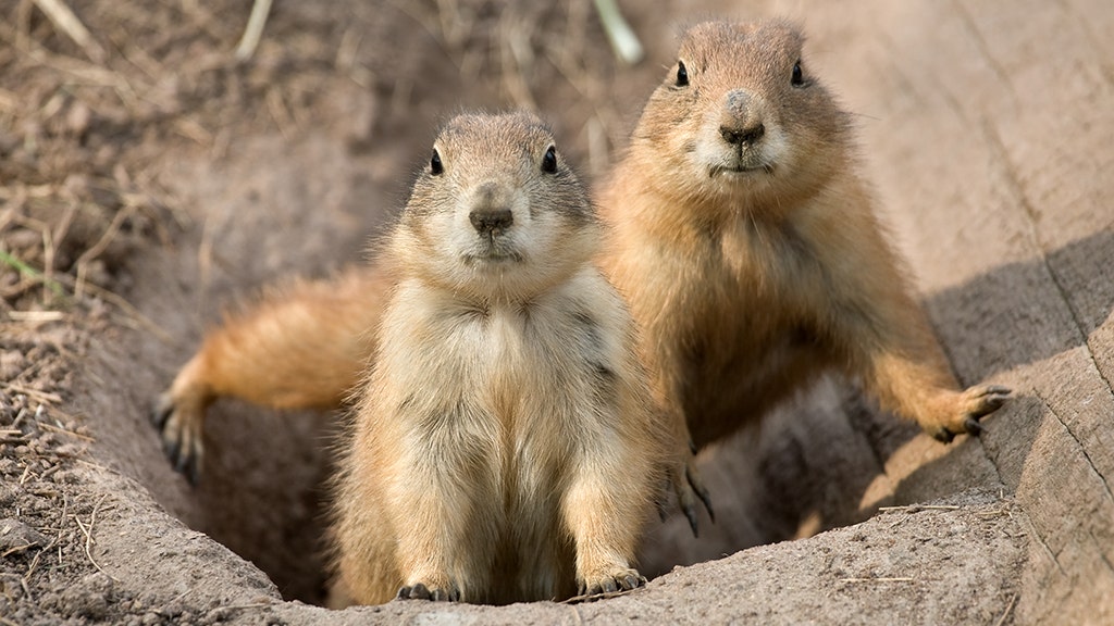Do Prairie Dogs Have The Plague