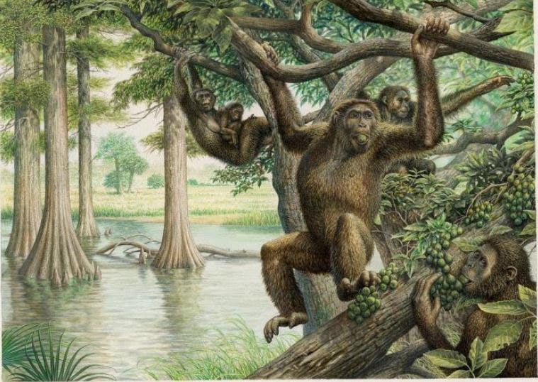 Rare 10-million-year-old fossil unearths new view of human evolution ...