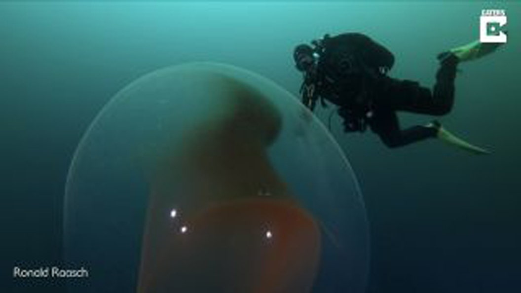 Human-size blob drifts by divers. And it's packed with hundreds of ...