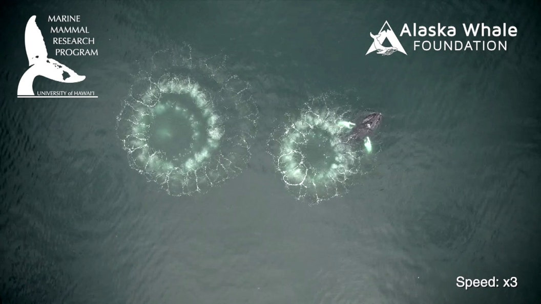 Humpback whales use 'bubble nets' to catch prey, video shows | Fox News