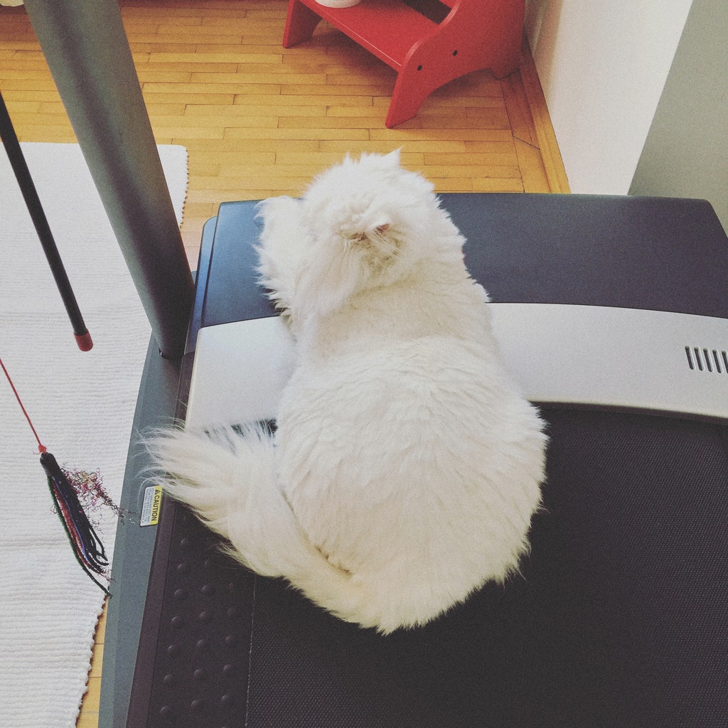 Morbidly Obese Cat Protests Underwater Treadmill Workout In Video Fox Morbidly Obese Cat Protests Underwater Treadmill Workout In Video Fox