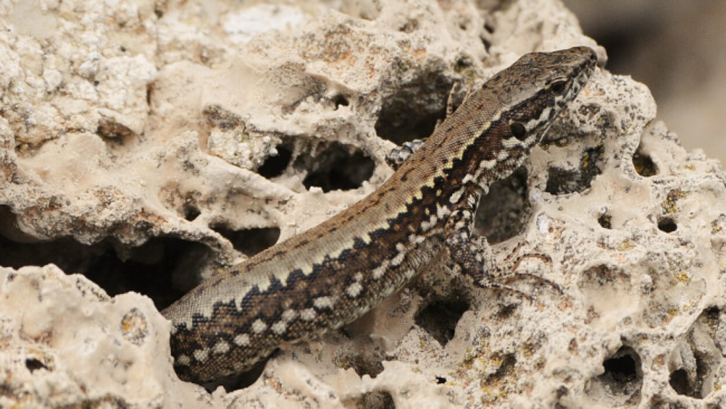 'Shocked' scientists find brain parasites in baby lizards still in ...