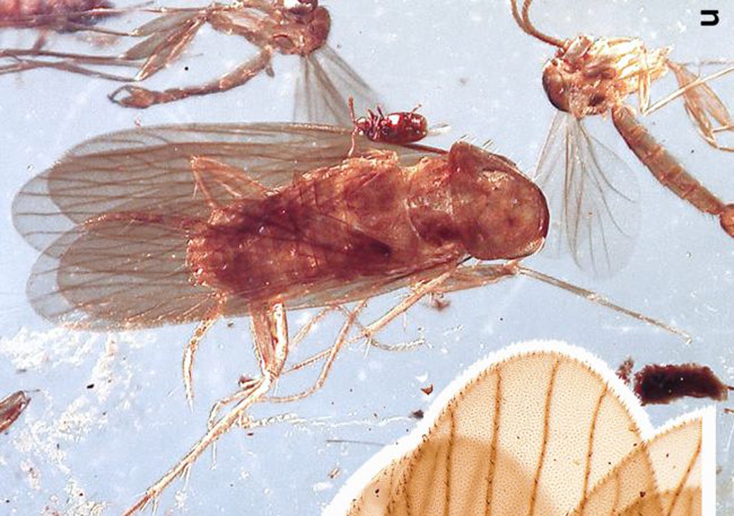 'Exquisite' dinosaur-age cockroaches discovered preserved in amber ...