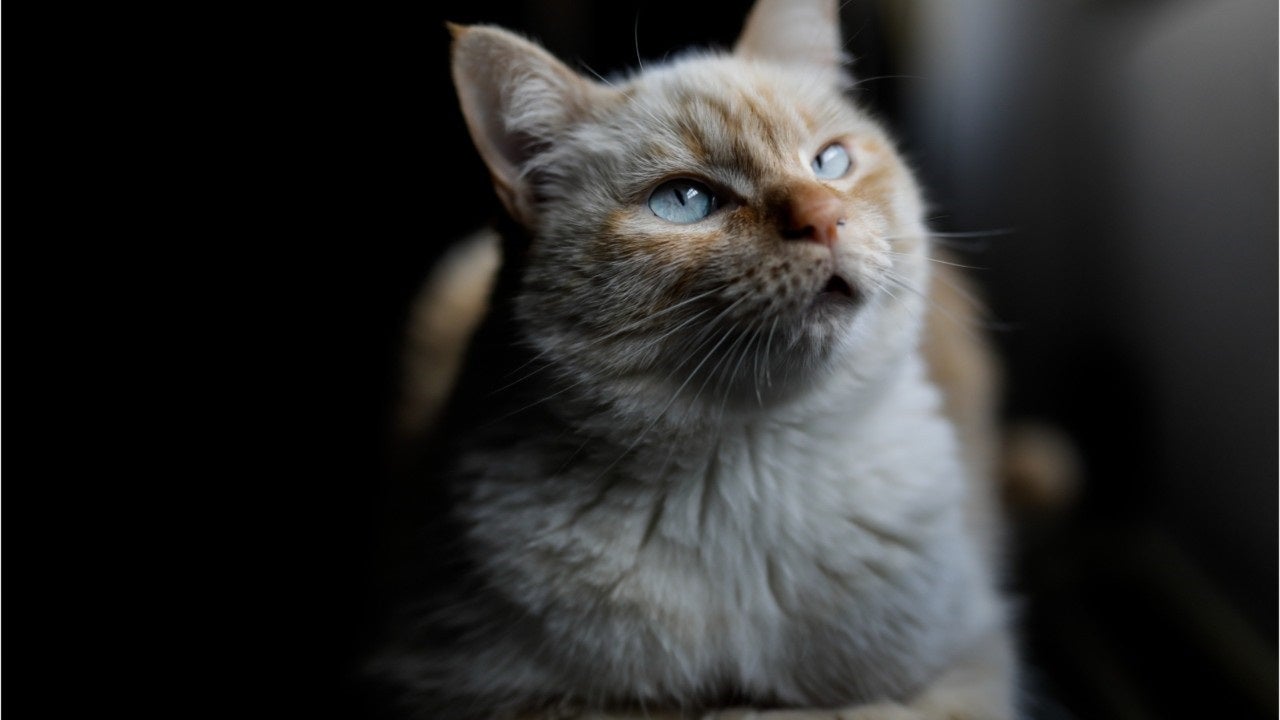 Baltimore Animal Rescue discovers 130 cats in woman's home, many in ...