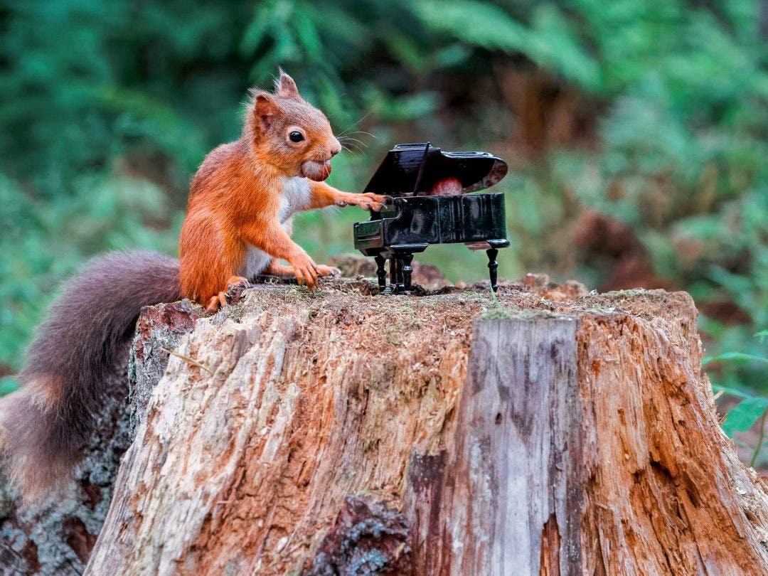 Red squirrel 'plays' grand piano in viral photos | Fox News