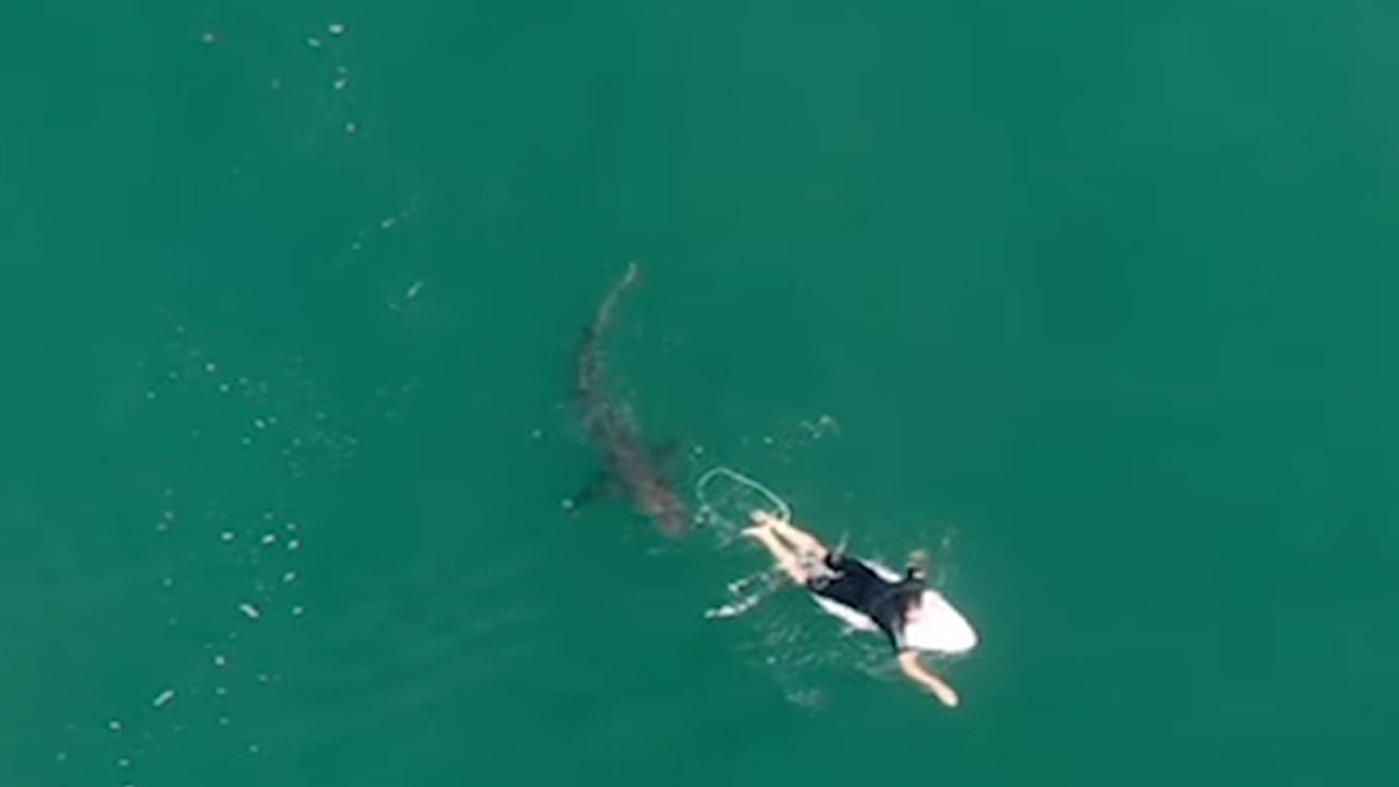 Pro-surfer in Australia has close call with 'dangerous shark,' closing ...
