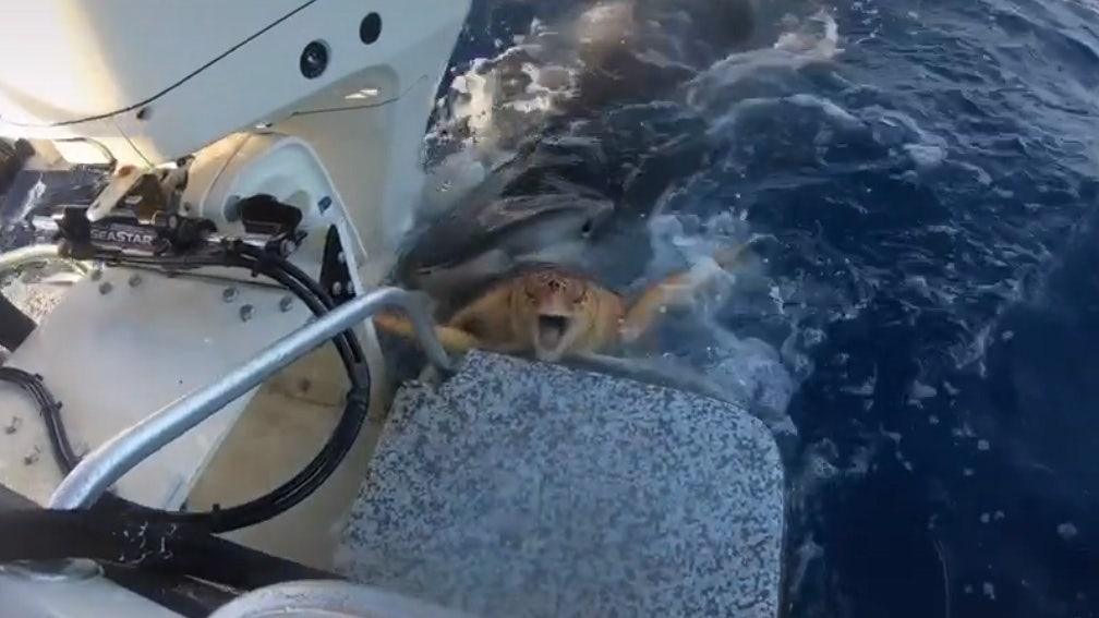 Tiger Sharks Attack Turtle
