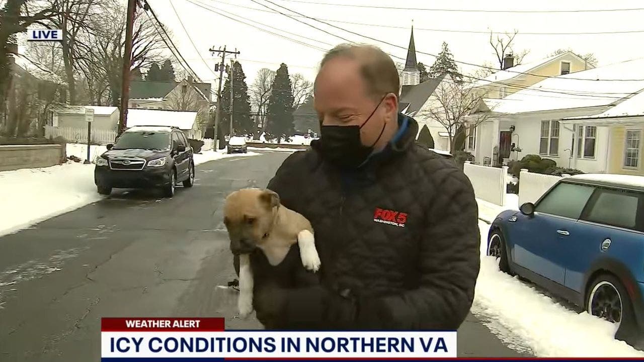Adorable puppy interrupts DC TV reporter's live shot: 'I'll keep an eye ...