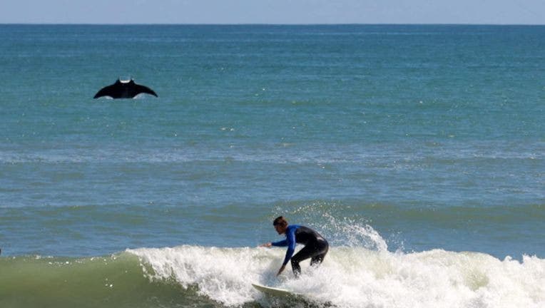 Manta ray photobombs Florida surfer in viral photo | Fox News