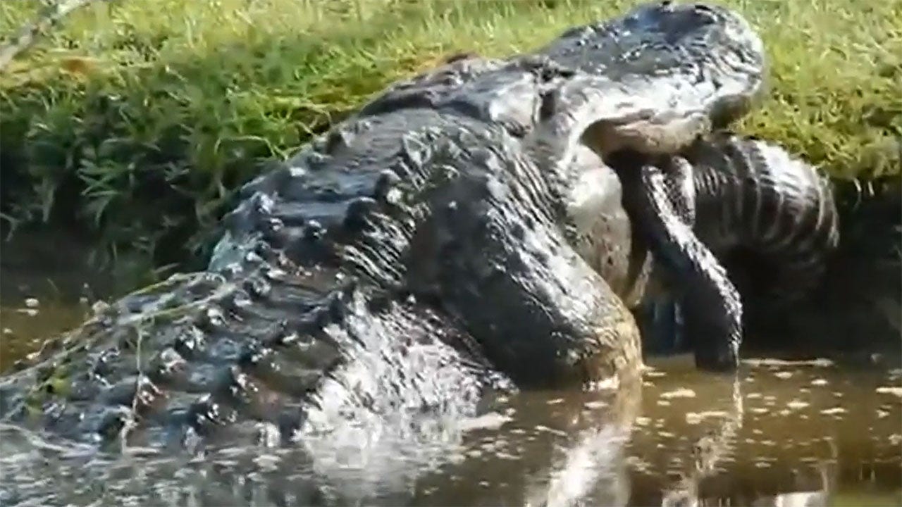 Alligator swallows smaller alligator whole in South Carolina: See the ...
