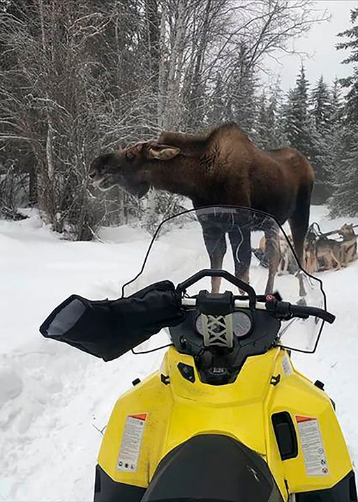 Alaska moose attack against Iditarod sled team leaves 4 dogs injured ...
