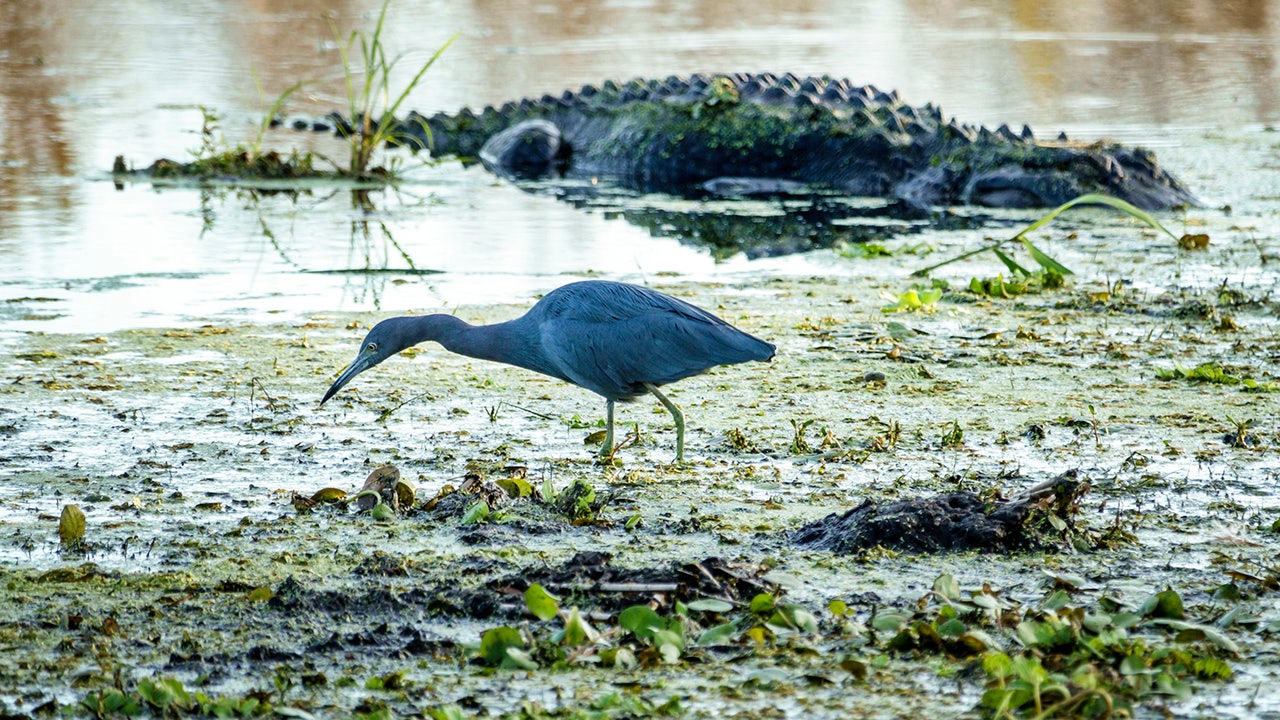 Livestock in South Florida began disappearing, 13-foot-alligator blamed ...