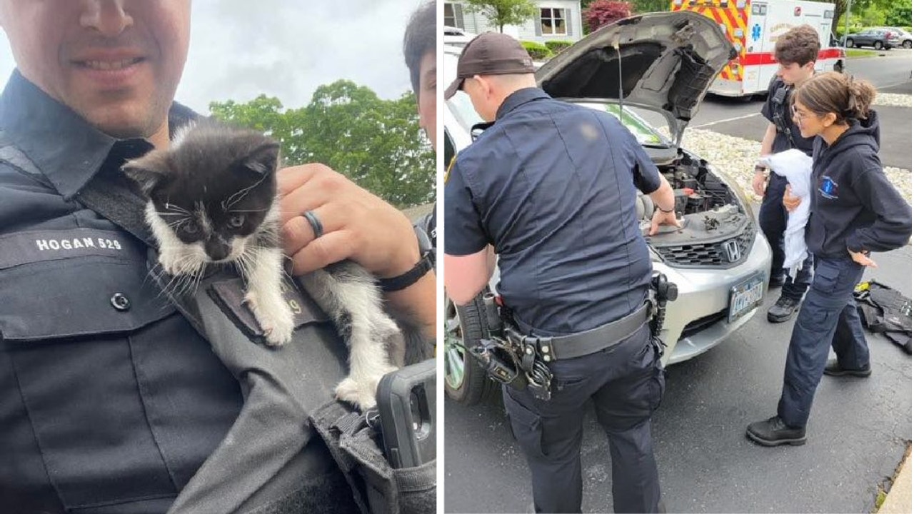 Police officer adopts kitten rescued from car engine compartment in New ...