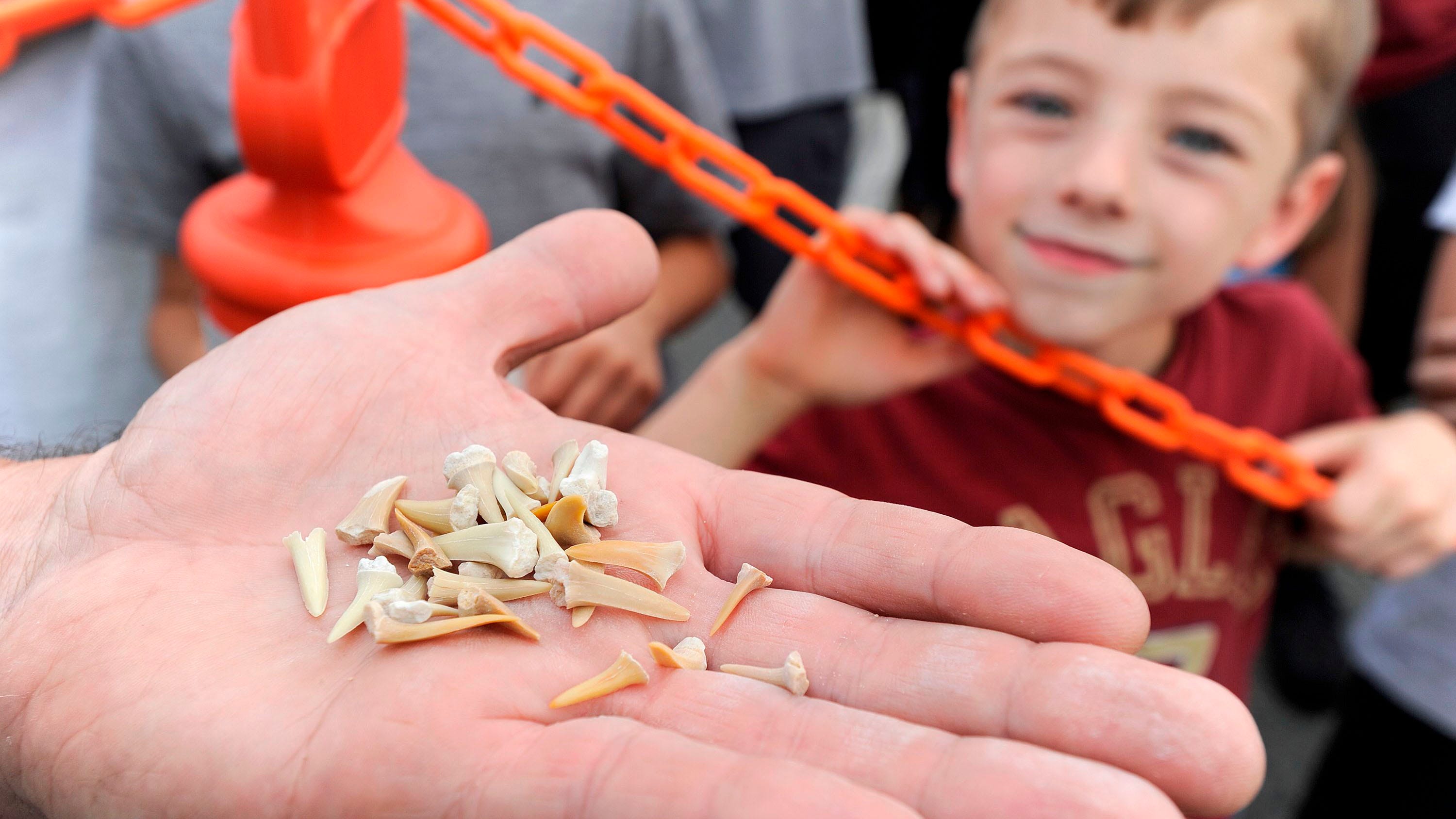 Shark Tooth Hunting How To Find Toothy Treasures And Where To Search