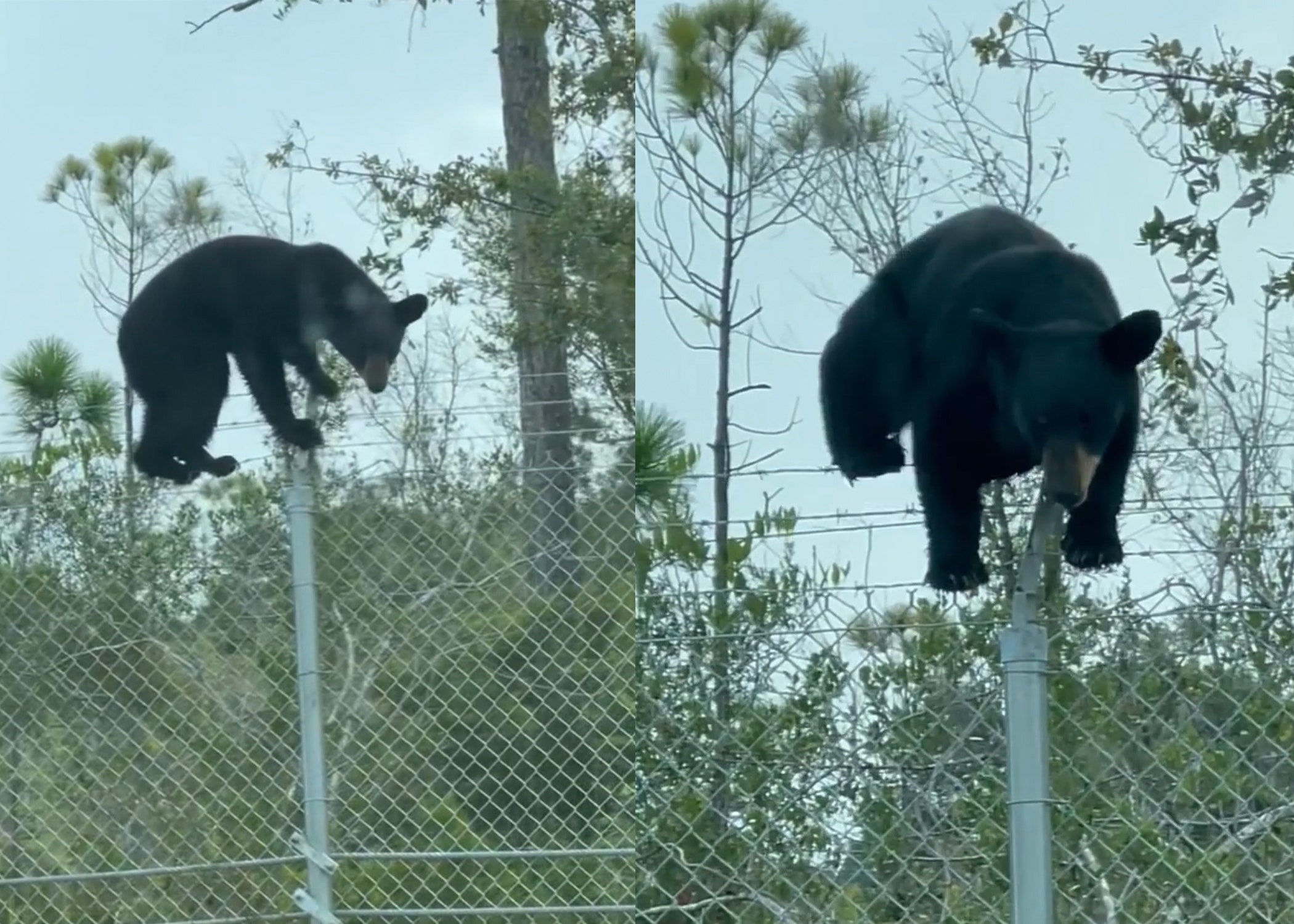 Bear caught on camera scaling Air Force base's barbed wire fence | Fox News