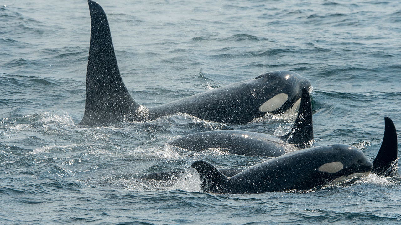Endangered southern resident orca populations continue to drop, now at ...