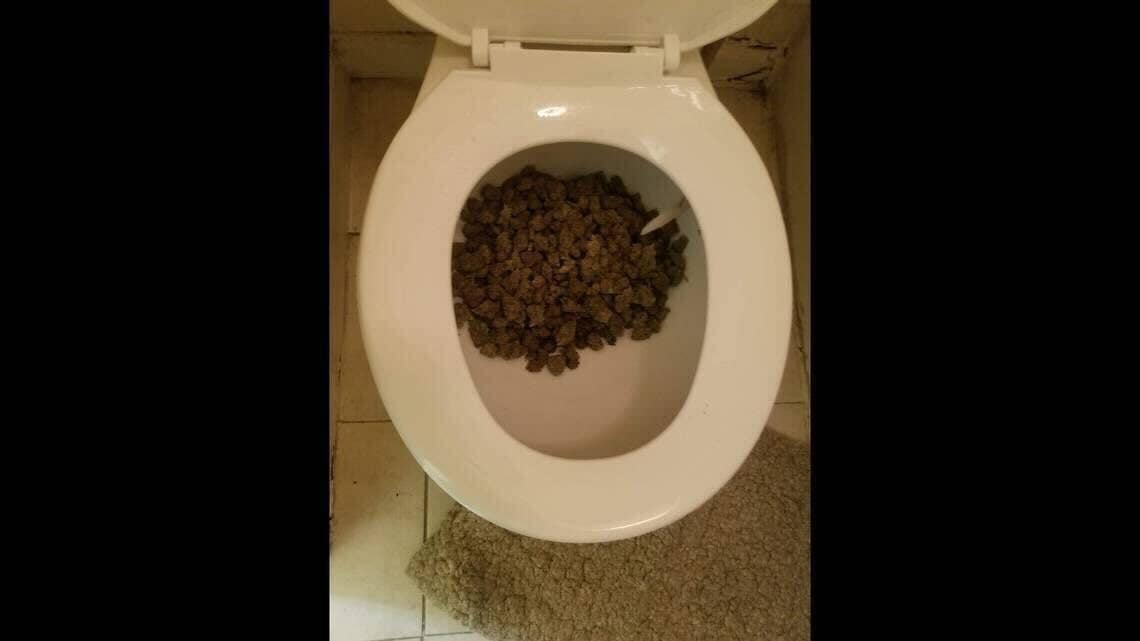 Georgia suspects caught trying to flush pounds of marijuana down toilet ...