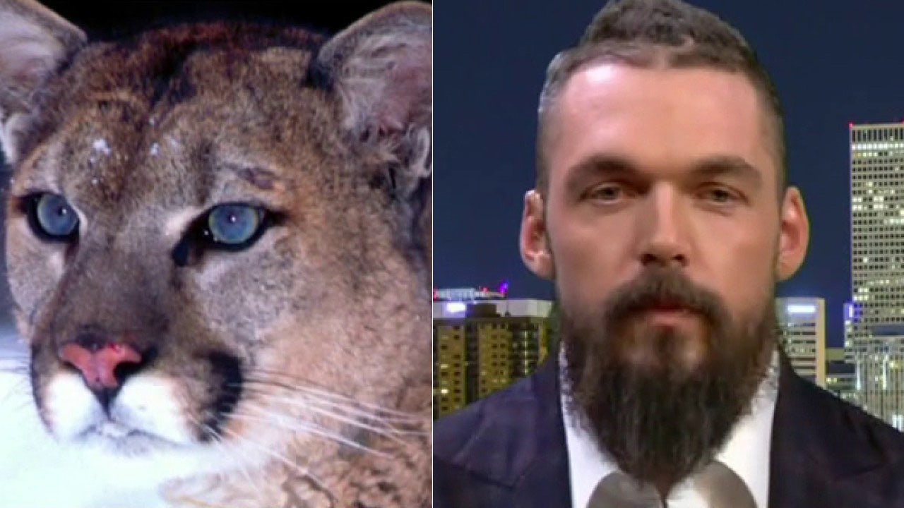 Ex-NFL player tracks and kills mountain lion terrorizing Colorado ... Ex-NFL player tracks and kills mountain lion terrorizing Colorado ...