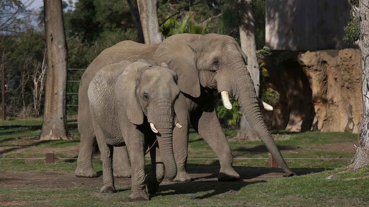 Many zoos in US phasing out elephants while others embark on breeding ...