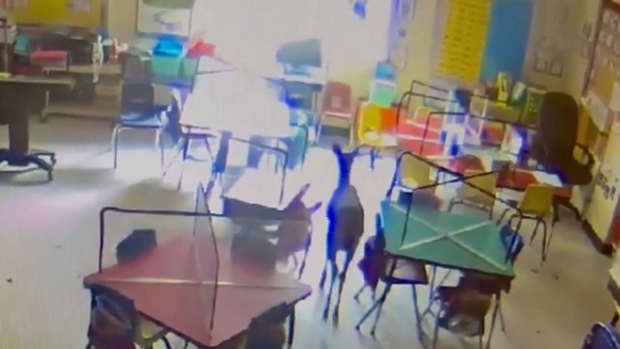 Deer crashes through window, roams Alabama elementary school classroom ...