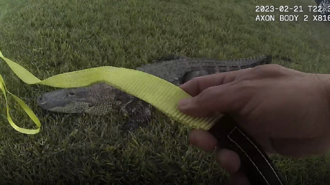 Bodycam video shows Florida police officer trapping wild alligator with ...